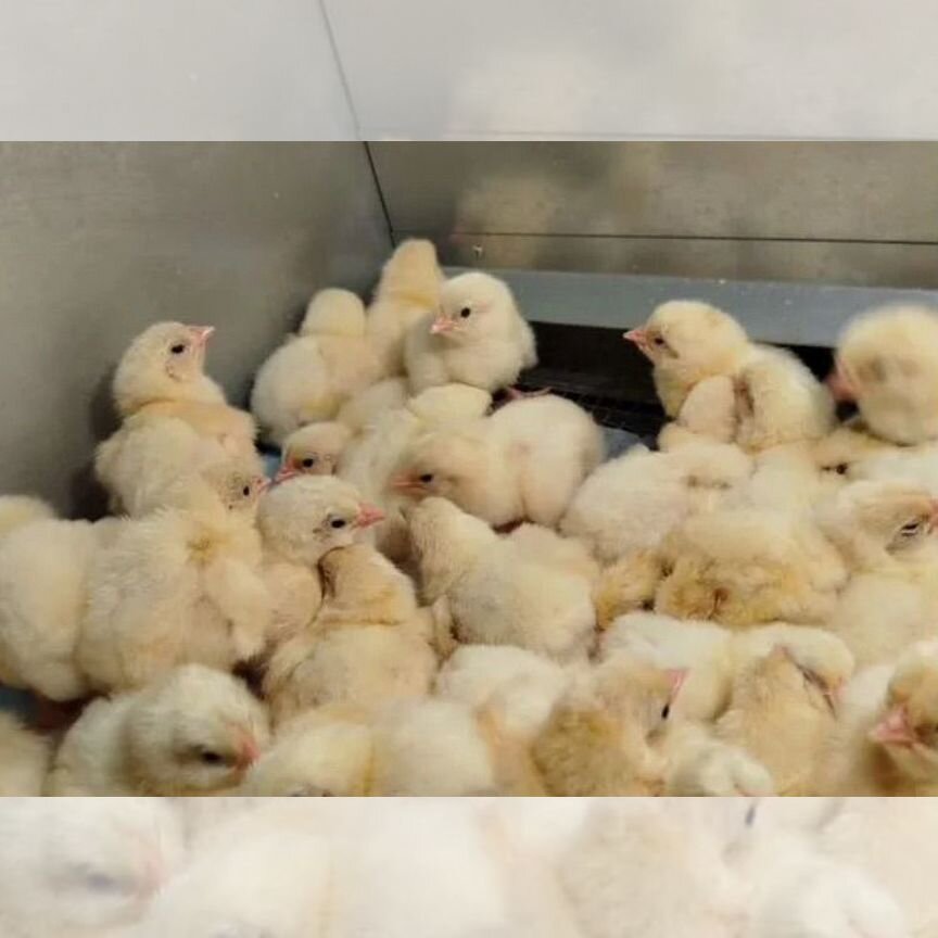 Цыплята бройлеры