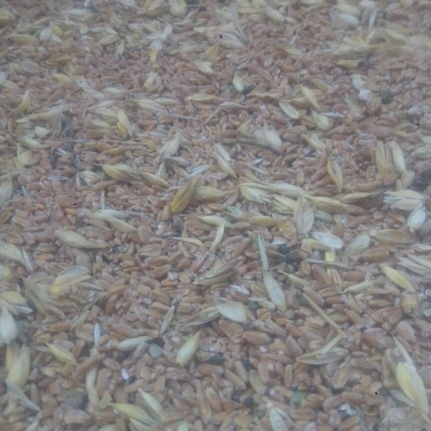 Отходы пшеницы