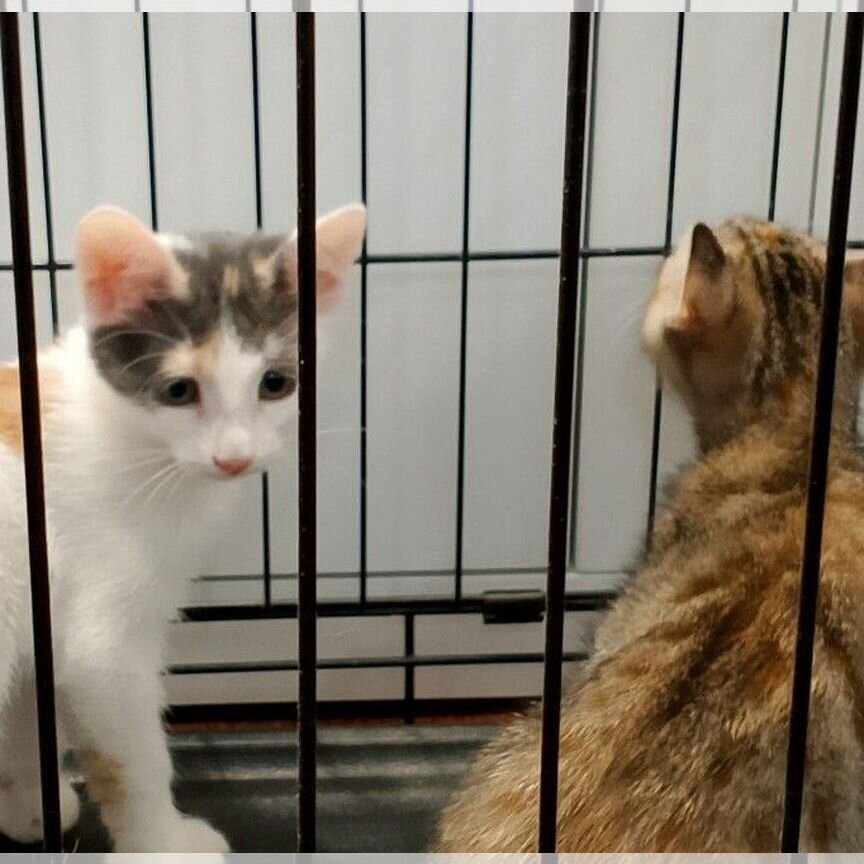 Сжальтесь над котятами заберите пожалуйста домой