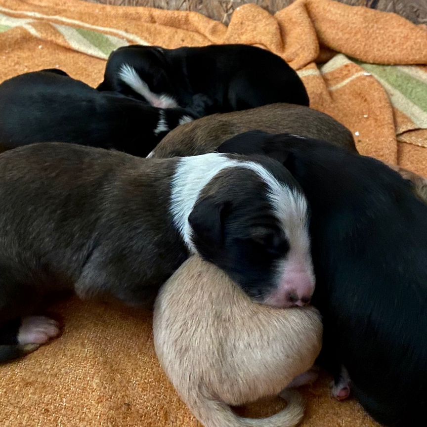 Породистые охотничьи щенки Южная степная борзая