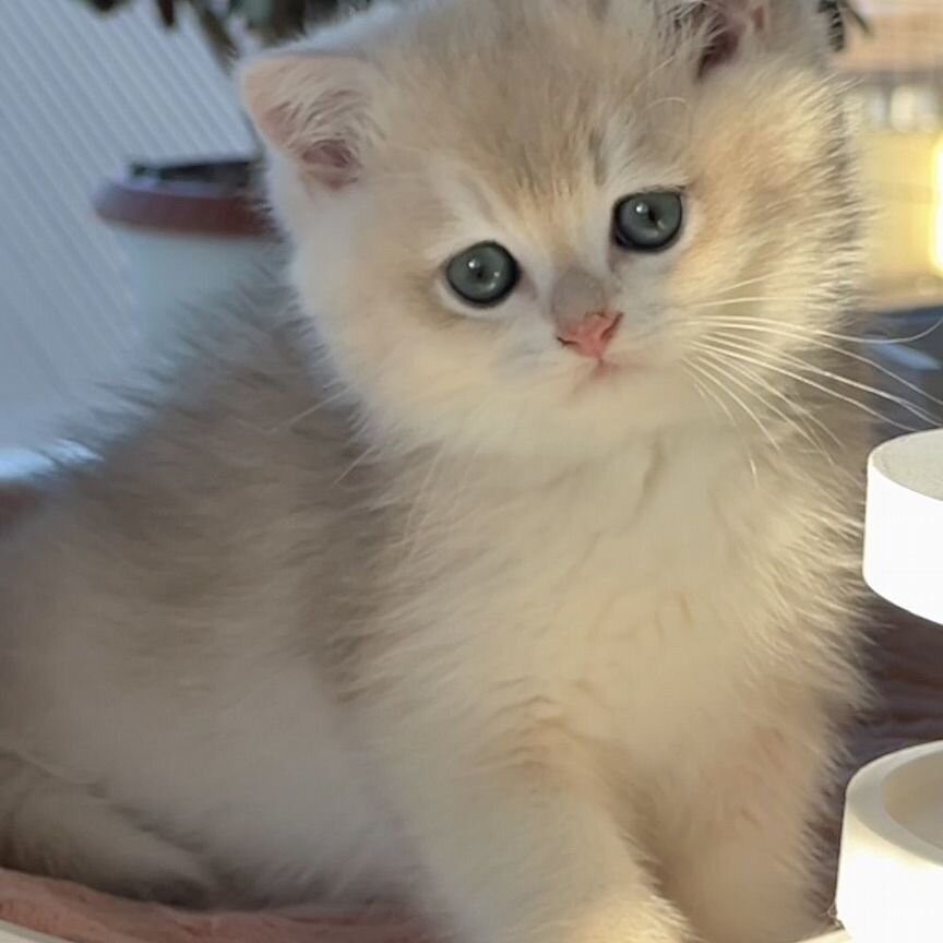 Британский котик голубое золото