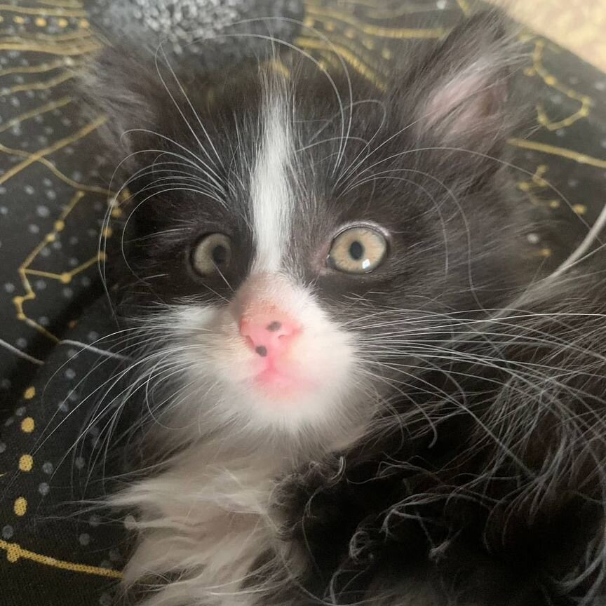 Котёнок