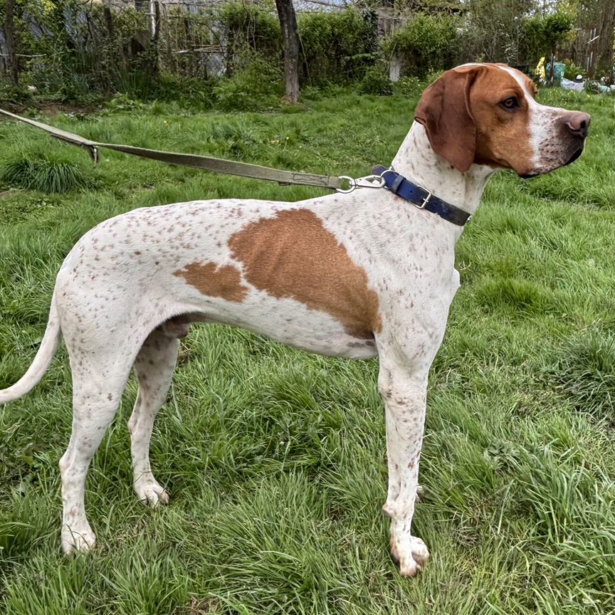 Английский пойнтер, взрослый пёс