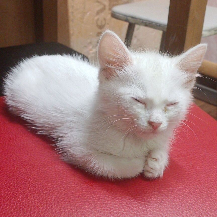 Котёнок в добрые руки