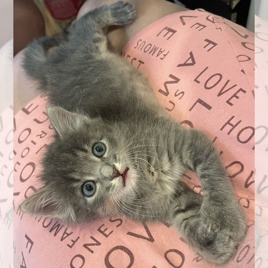 Котенок 1.5 месяца