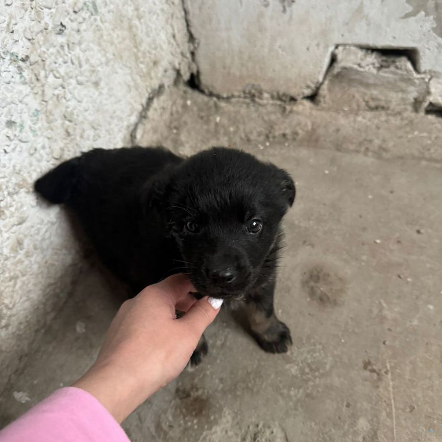Щенок в добрые руки бесплатно