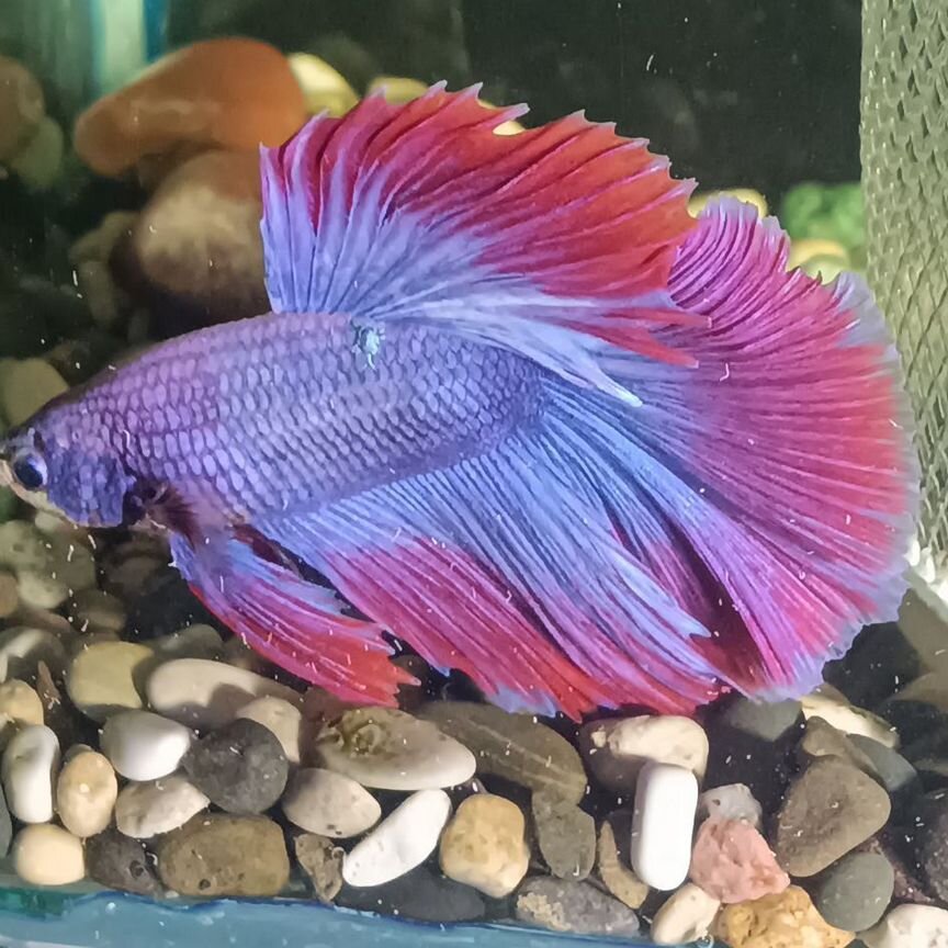 Петушок рыбка