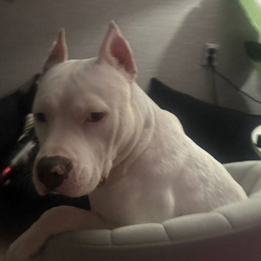 Американский стаффордширский терьер, щенок