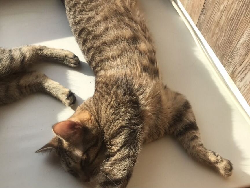 Кот