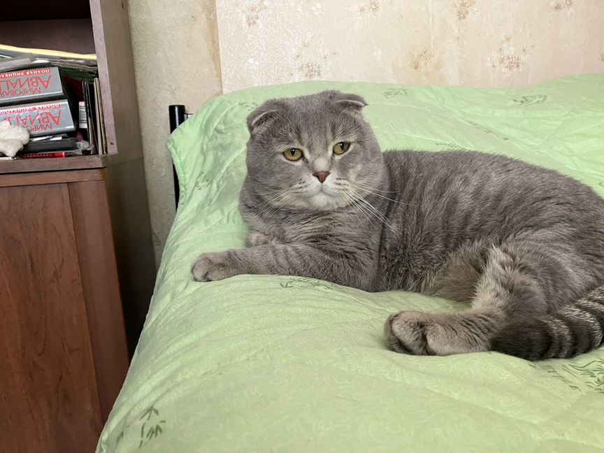 Вязка с шотландским котом