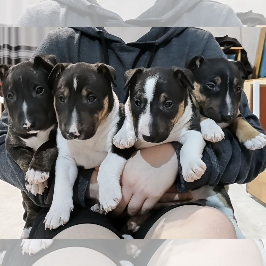 Мини-бультерьер, щенок