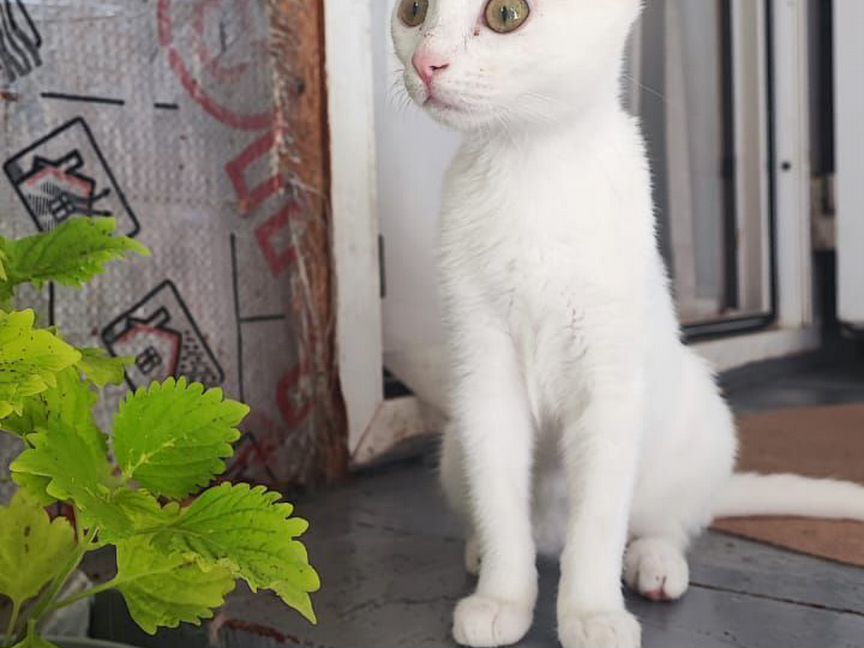 Кошка метис ангарской