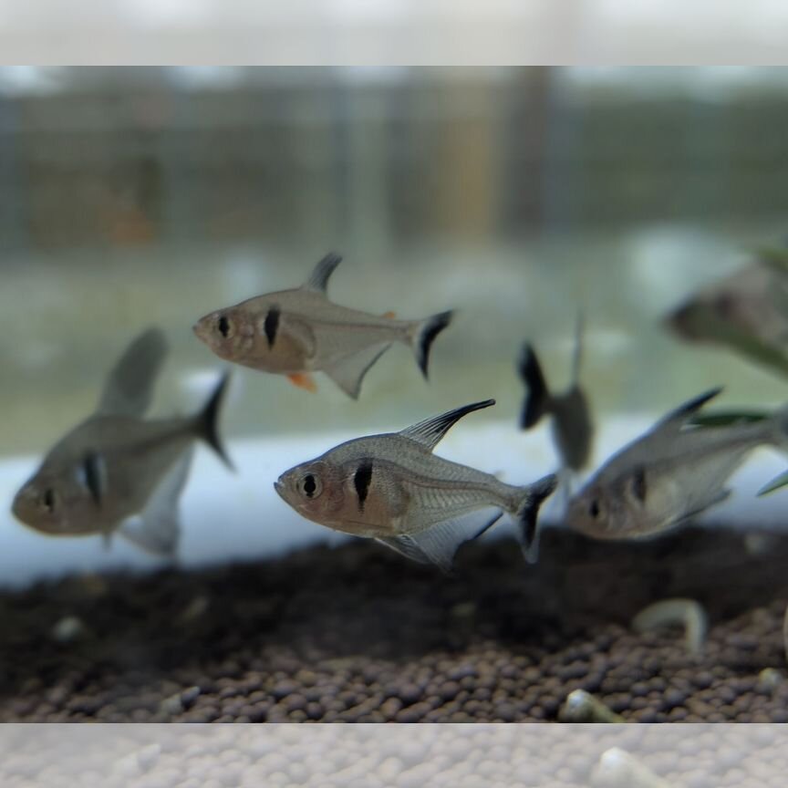 Рыбки Тетры в ассортименте на Гарибальди