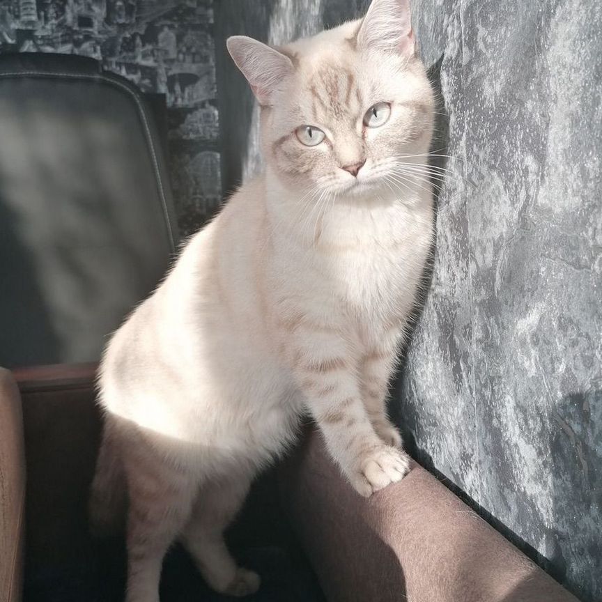 Кошки бесплатно