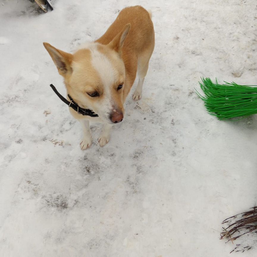 Собака в добрые руки отдам бесплатно