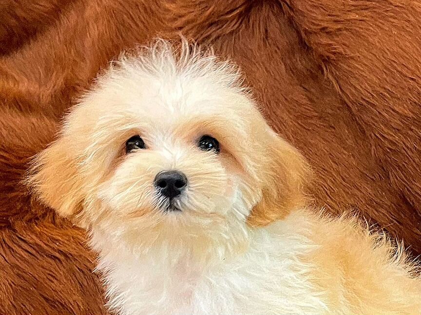 Мальтипу F1 mini мальчик