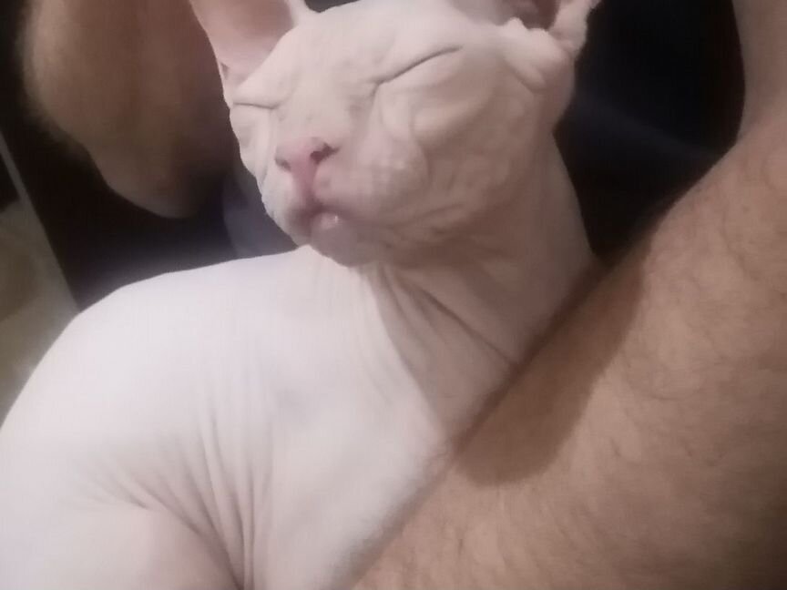 Канадский сфинкс котенок