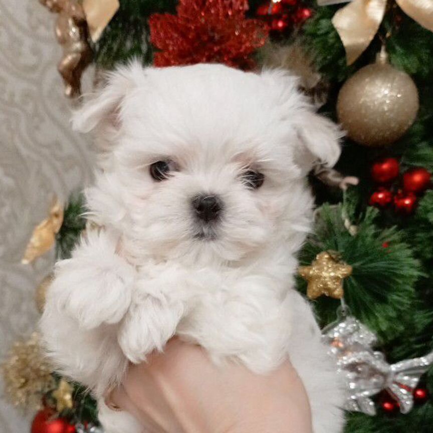 Мальтийская болонка мини