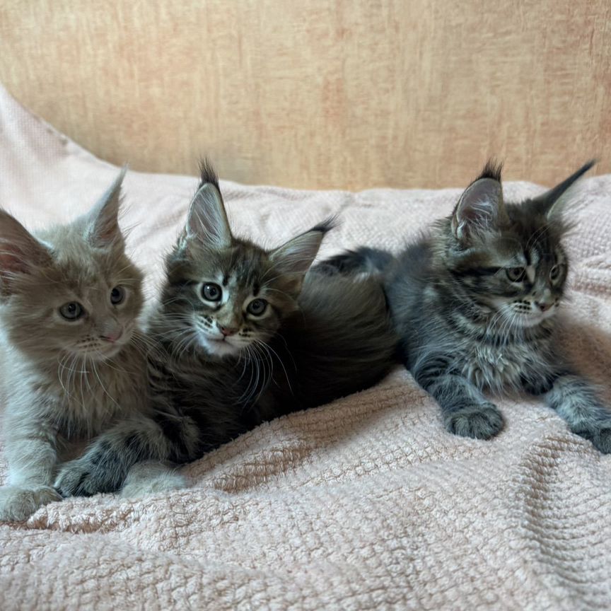 Мейн-кун котёнок