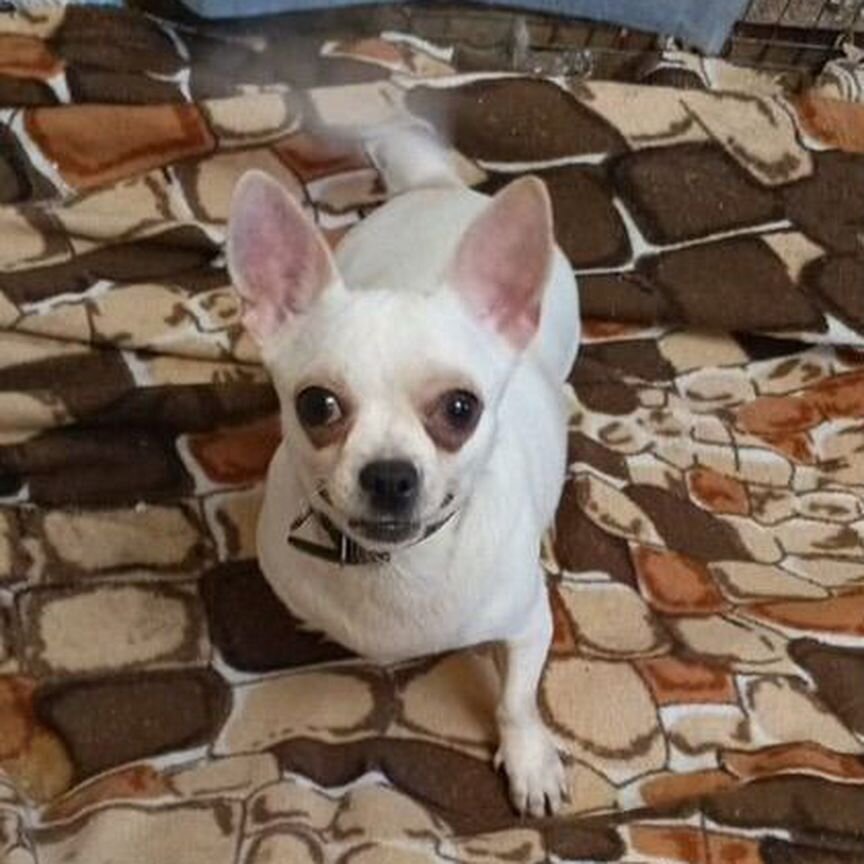 Чихуахуа Снежа