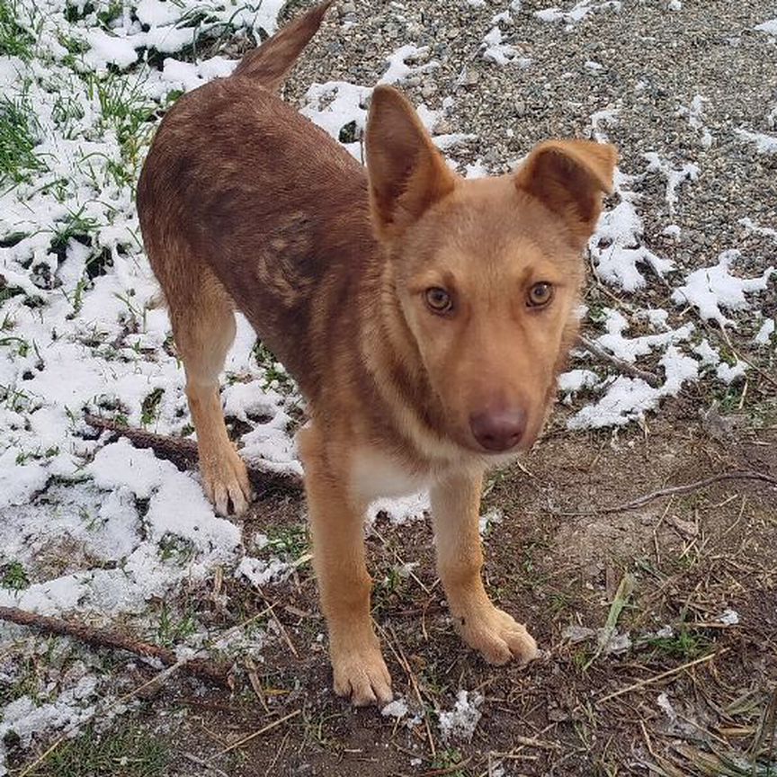 Щенок в добрые руки