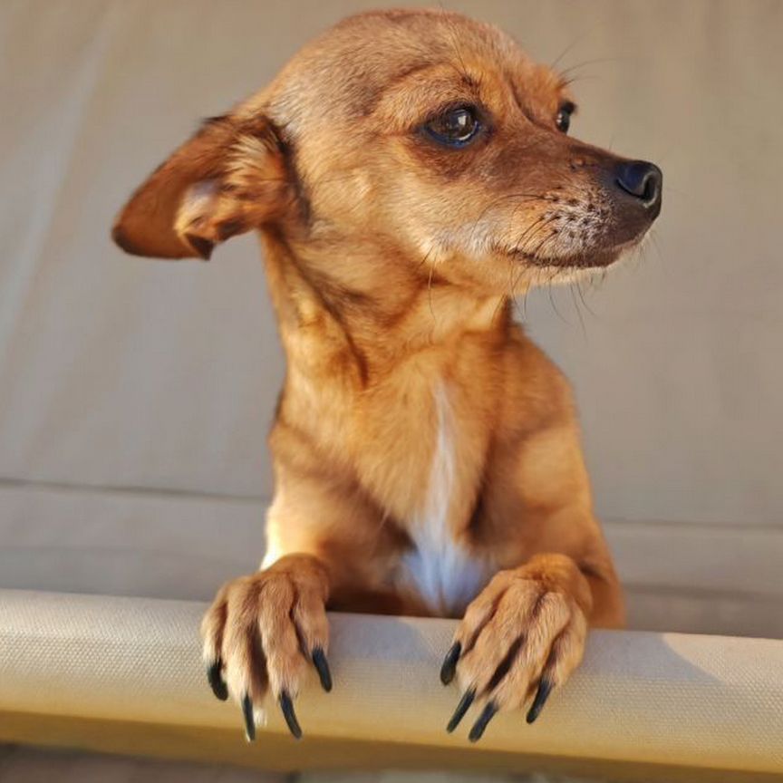 Отдам в добрые руки маленькую собаку