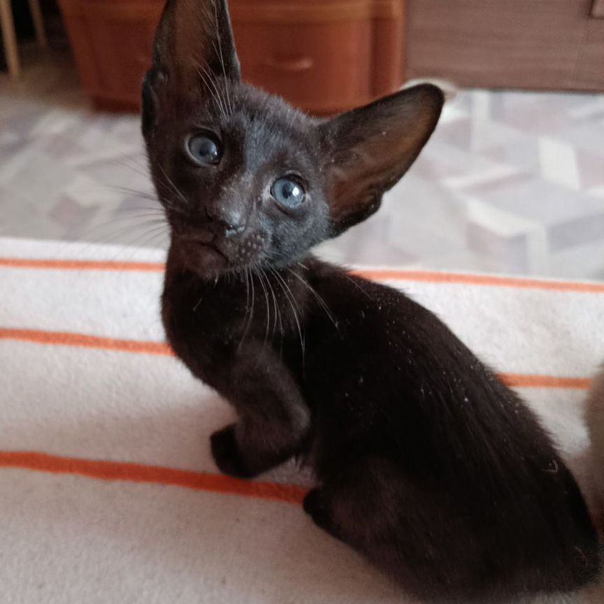 Ориентальный котёнок