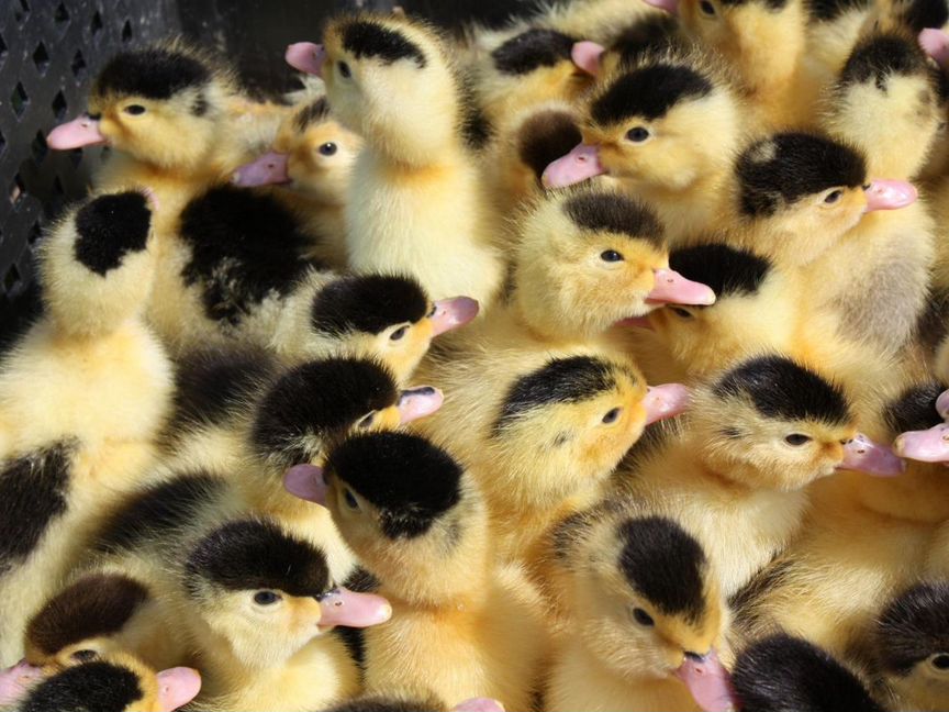 Мулард Франция