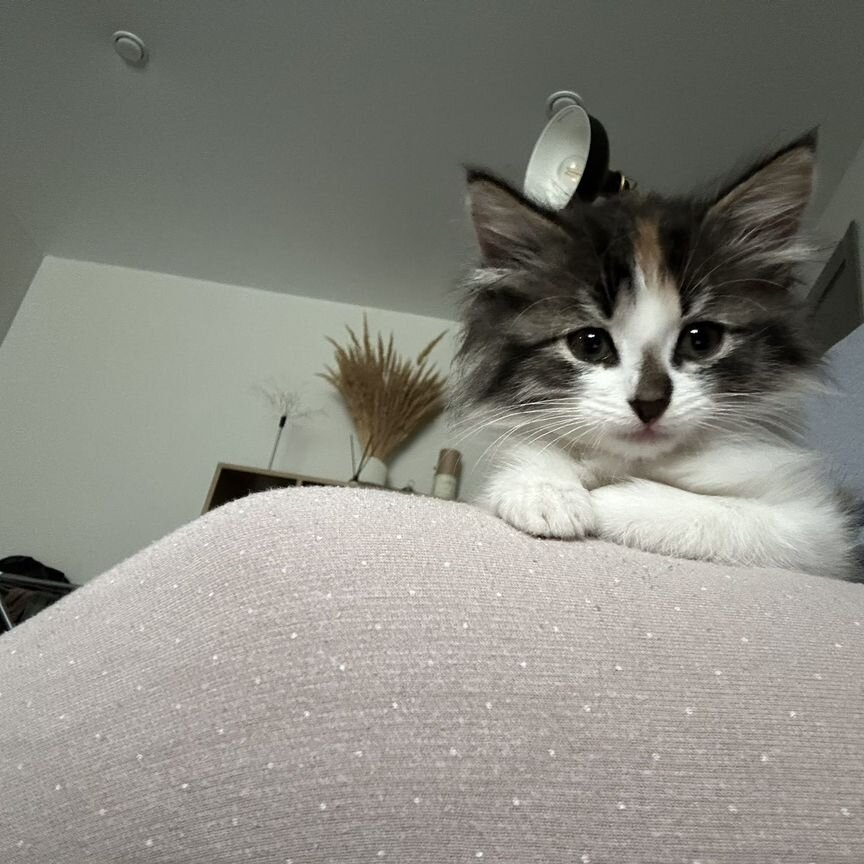 Котенок в добрые руки
