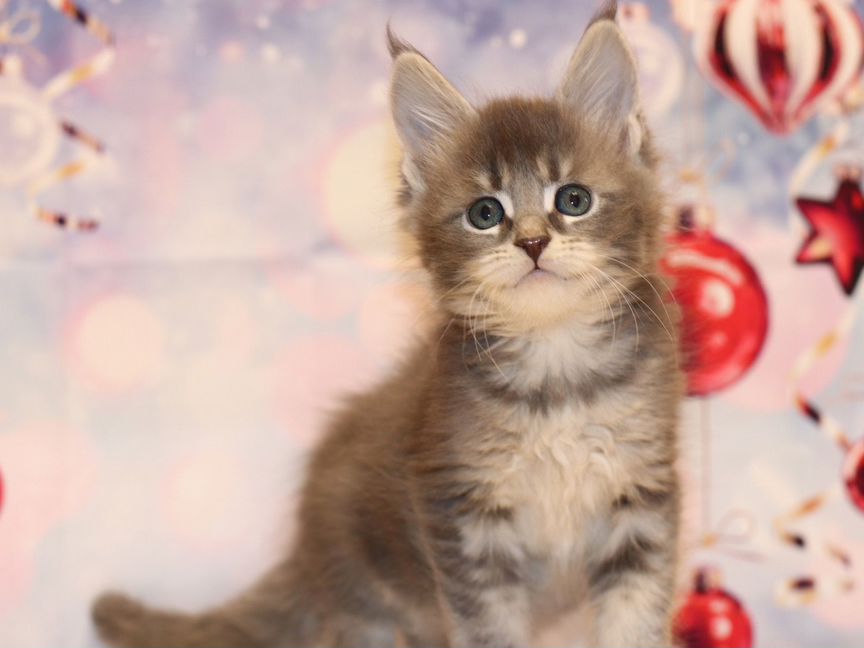 Мейн-кун новогодняя мечта, супер котенок