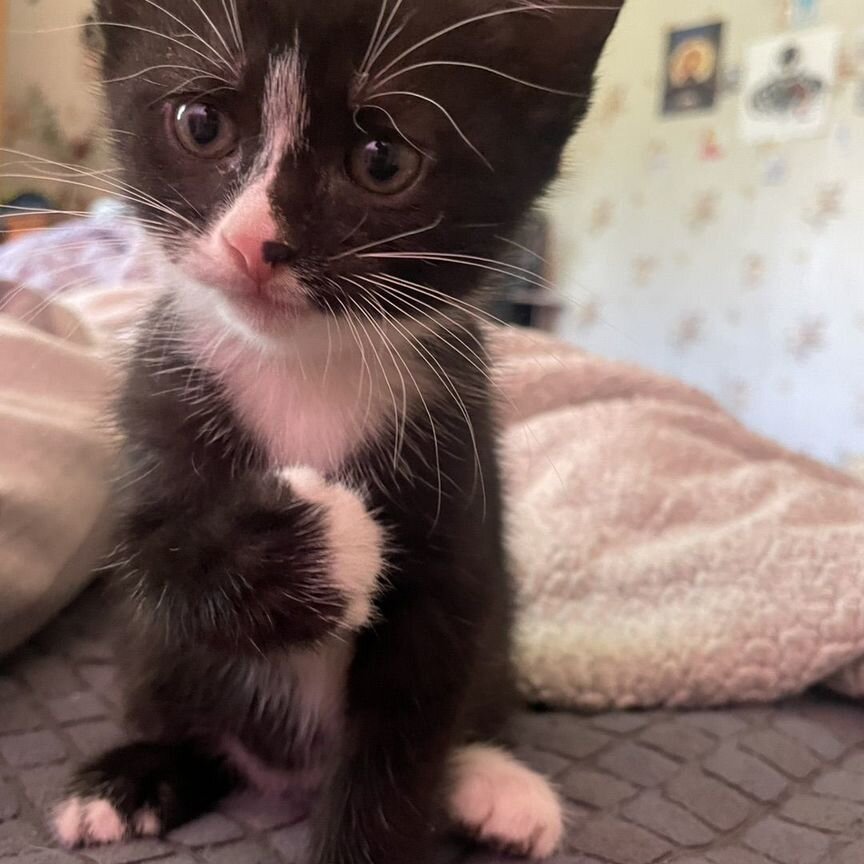 Котята