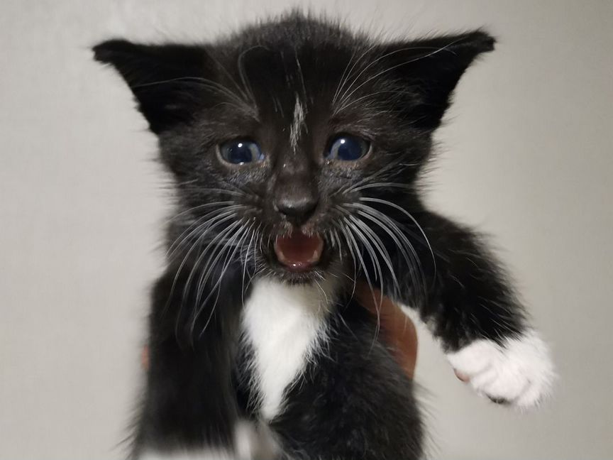 Котенок