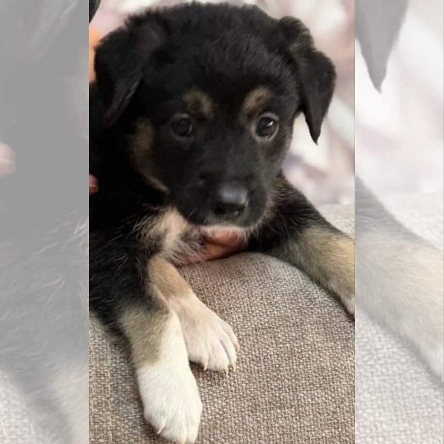 Щенок в добрые руки