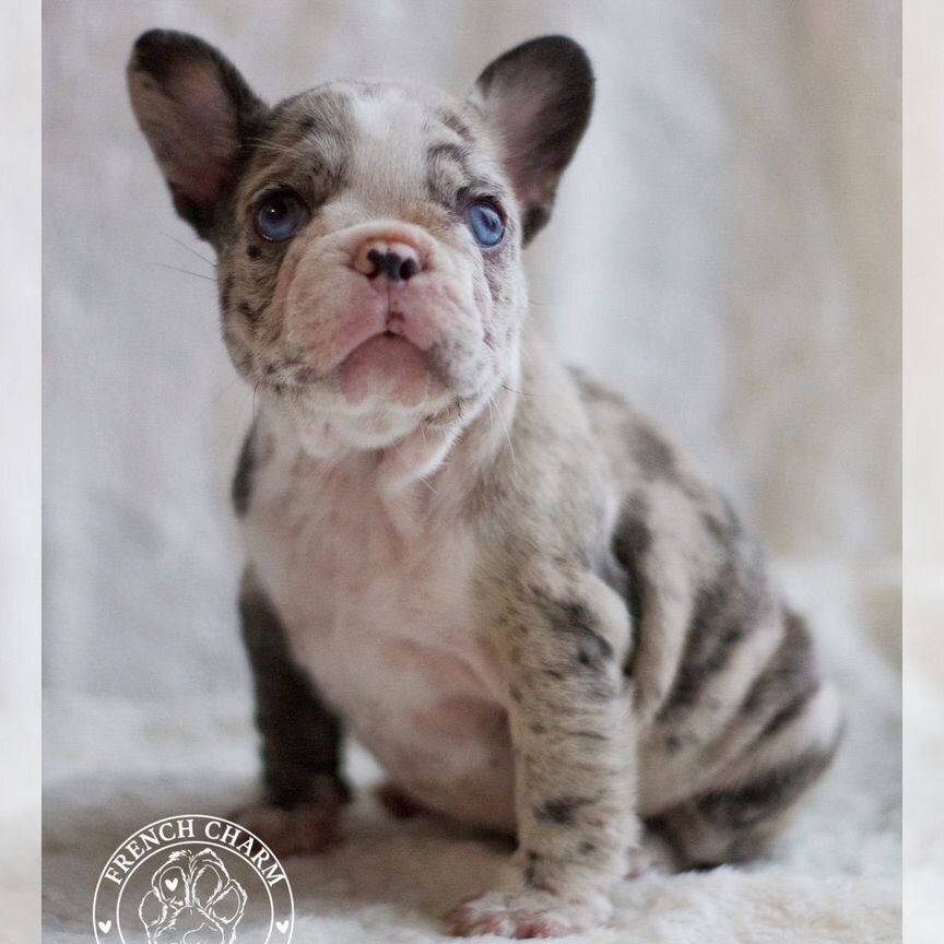 Французский бульдог, щенок