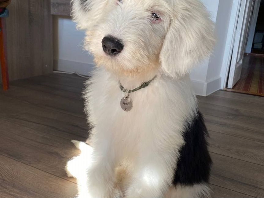 Бобтейл - староанглийская овчарка