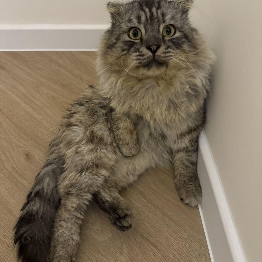 Шикарный кот