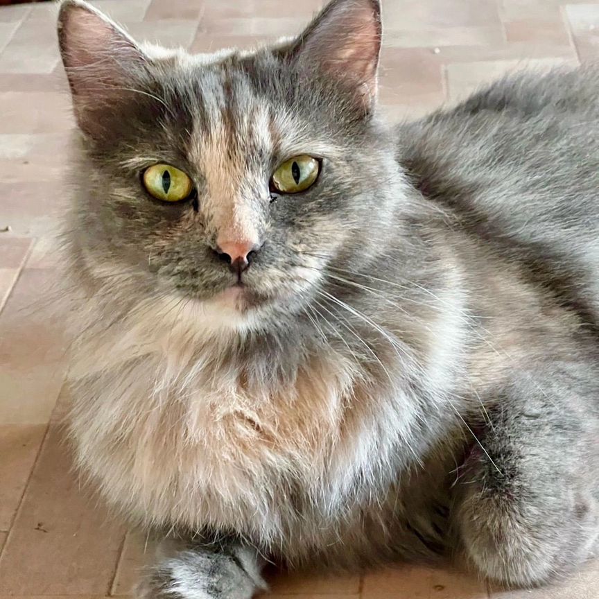 Великолепная кошечка
