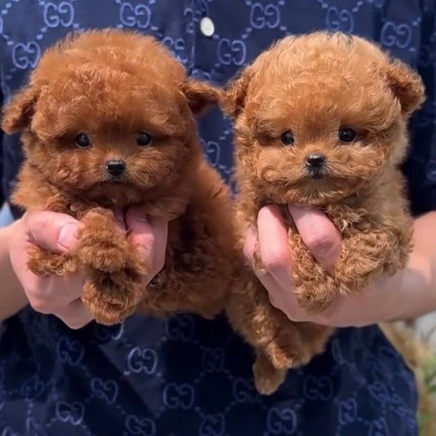 Мальтипу, щенок