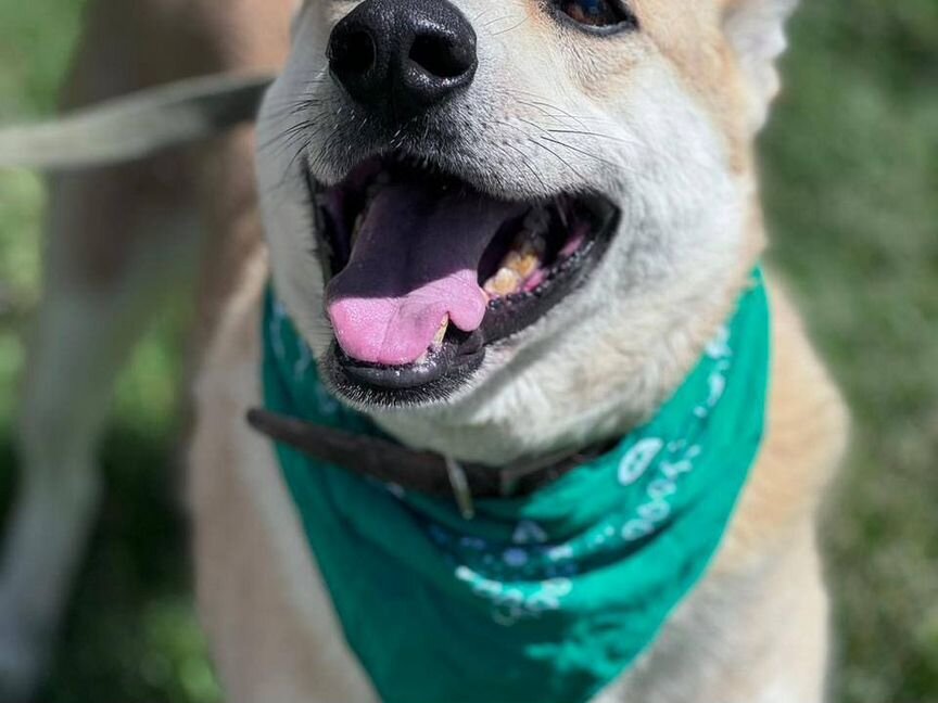 Приютский пёс Лис в поиске дома