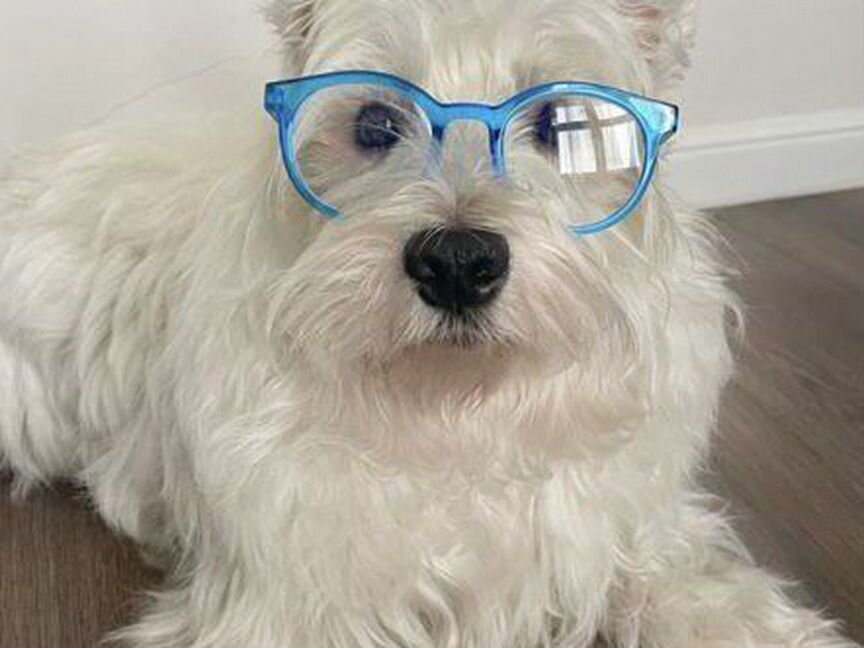 Очки для собак безвредные для фотосесий