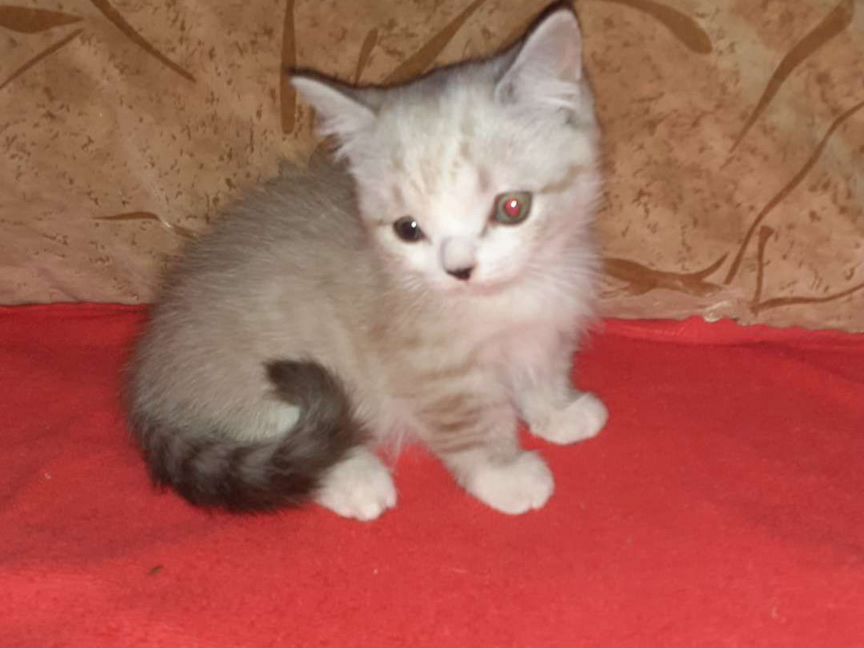 Котята манчкин стандарт