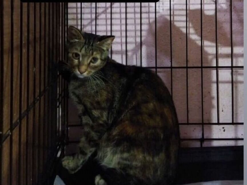 Кошечка ищет дом через 2 дня её могут усыпить