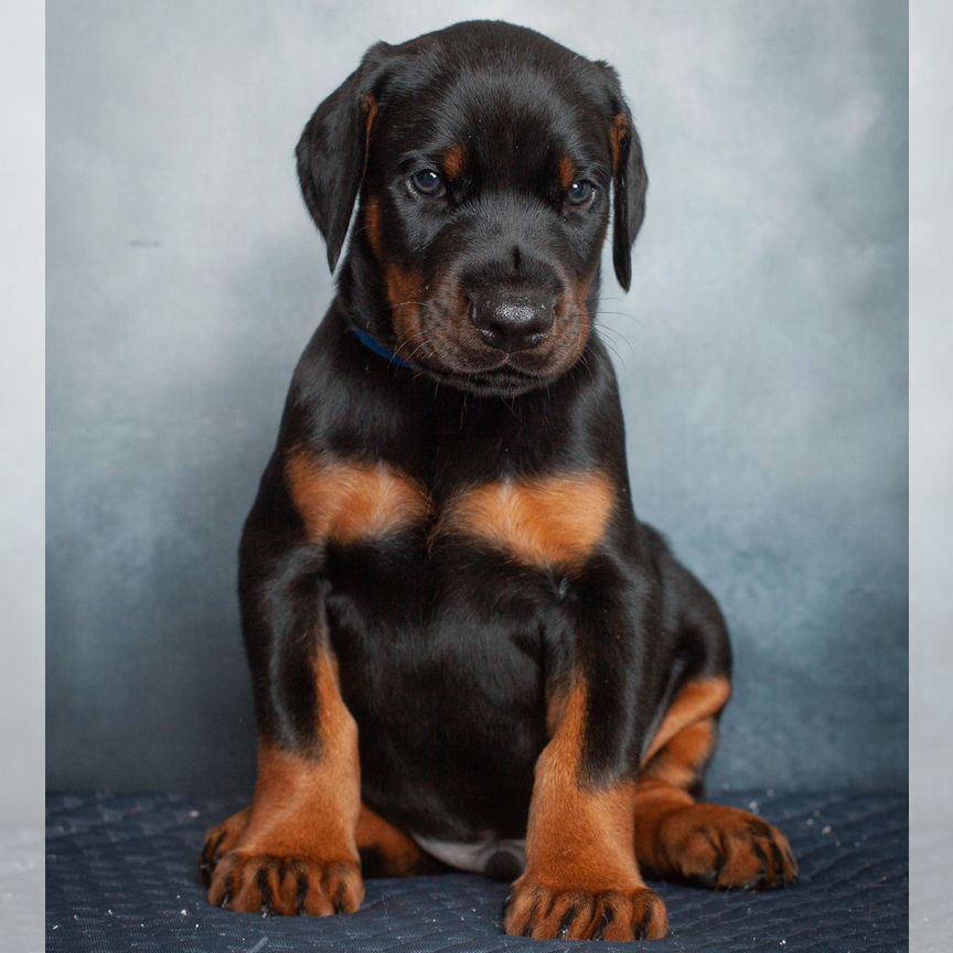 Доберман, щенок