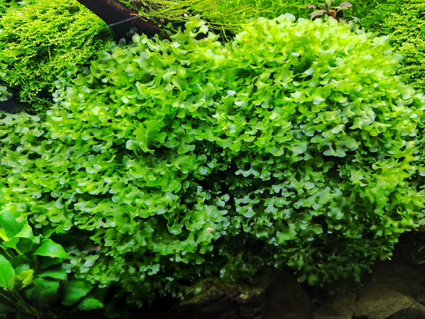 Растение для аквариума Ломариопсис линеата