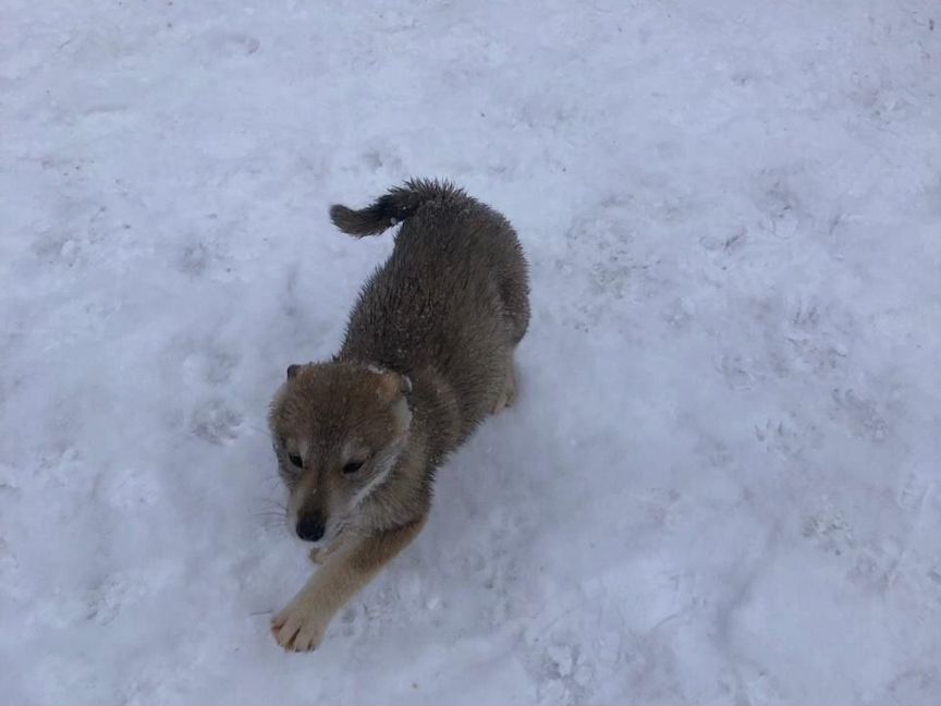 Щенок лзс от рабочих родителей