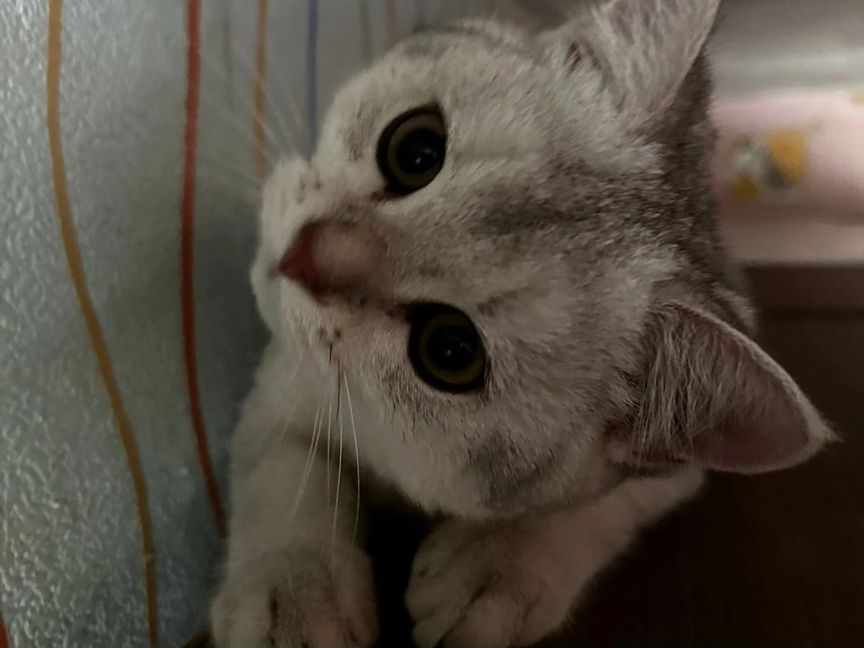 Отдам кота Серафима в добрые руки