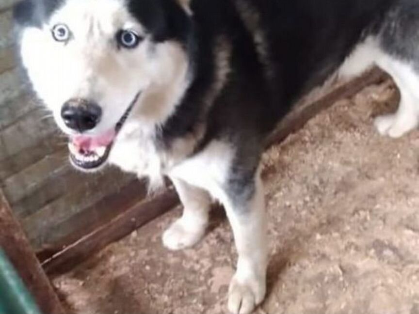 Хаски Буран в хорошие руки бесплатно