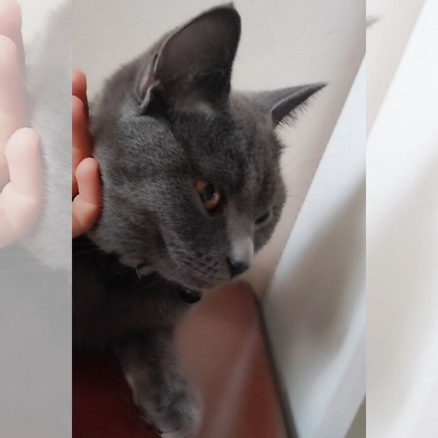 Британская короткошёрстная, взрослая кошка