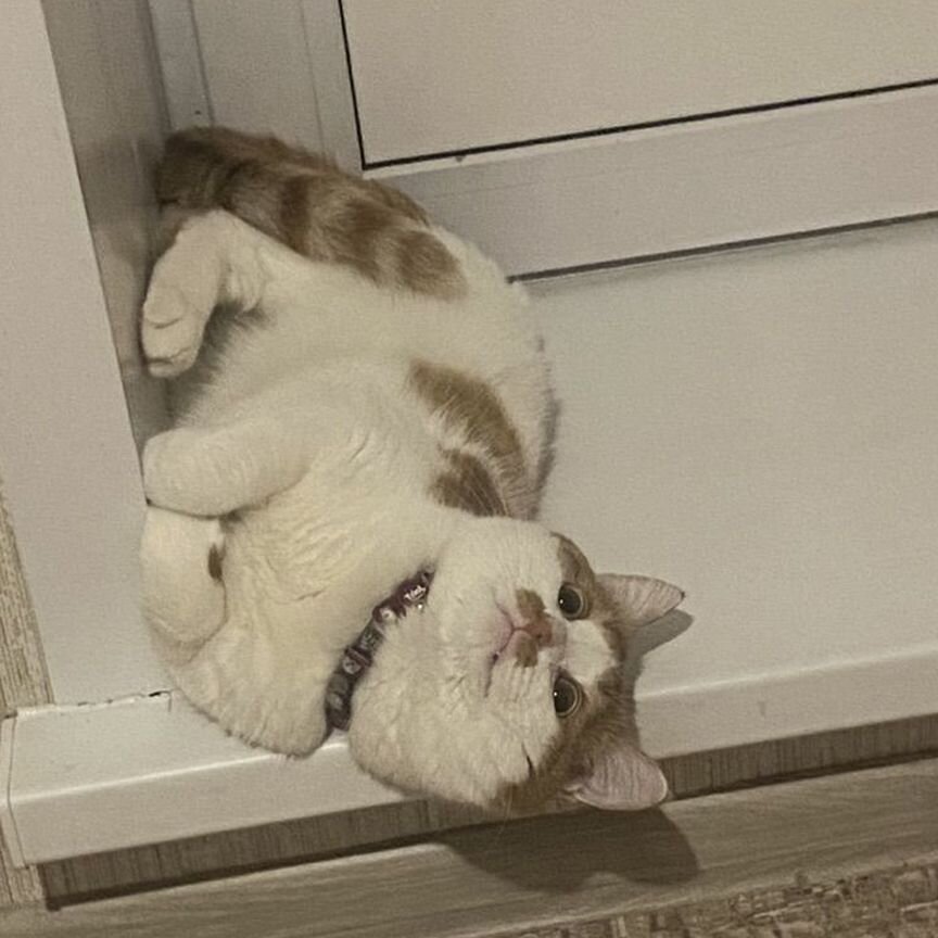 Взрослый кот в добрые руки