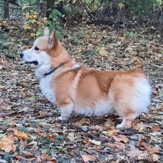 Кабель корги на вязку